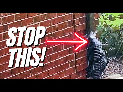 How to Make a Downspout Cleanout Connector - PVC vs Corrugated - YouTube