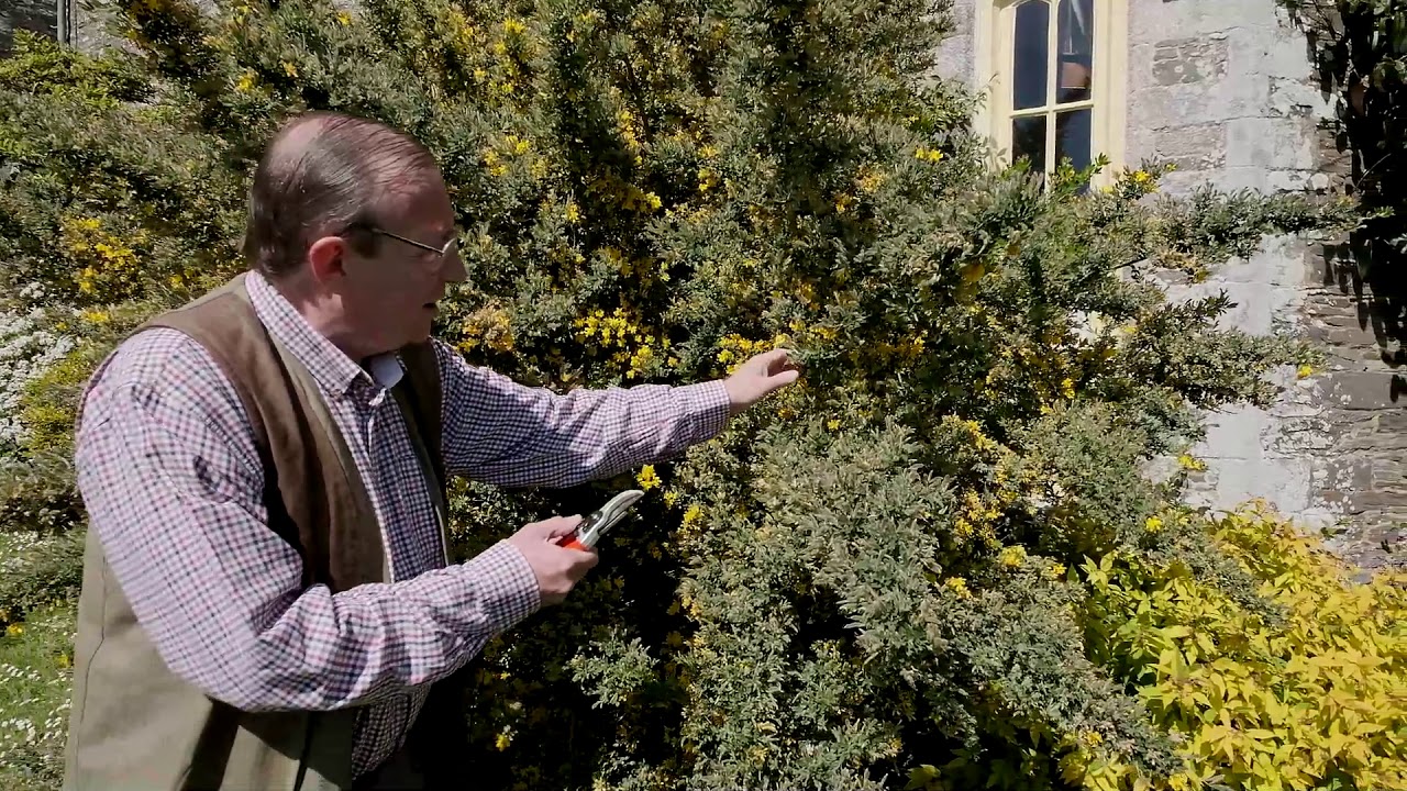 Pruning Genista/Cytisus 'Porlock' - How to tip - YouTube