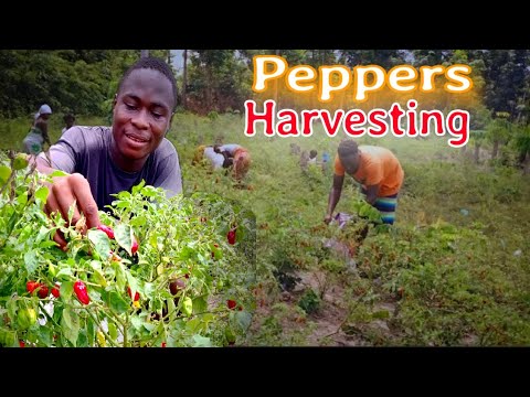 Fresh Peppers Harvest from Rural Liberia 🇱🇷 #africantravel #fypシ ...