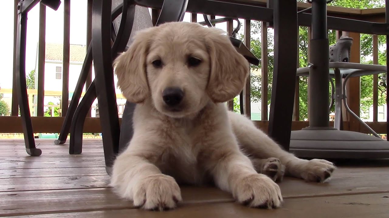 Liberty Pup - July 2015 - YouTube