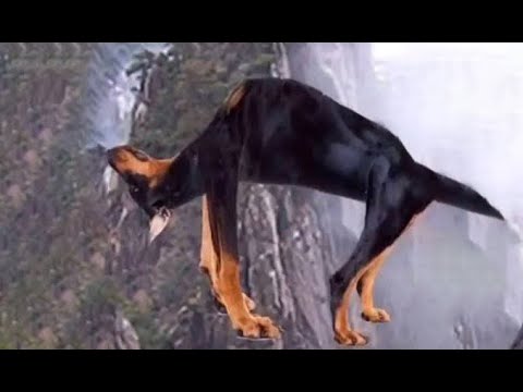 tutorial Asu Kayang - YouTube