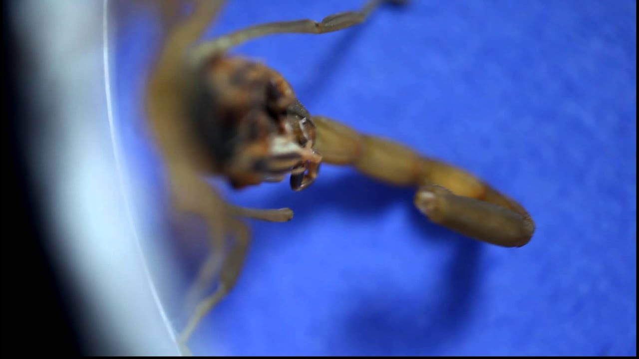 Mother scorpion with babies on her back - YouTube