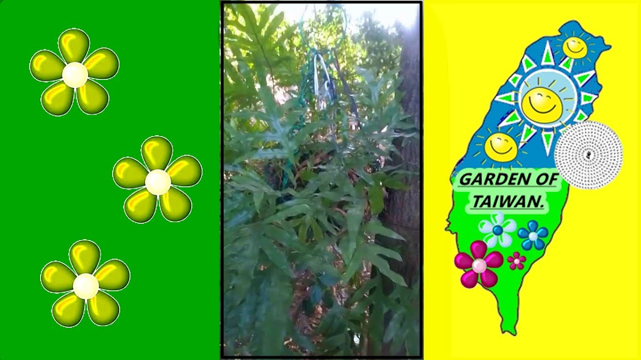 varings in die tuin - YouTube