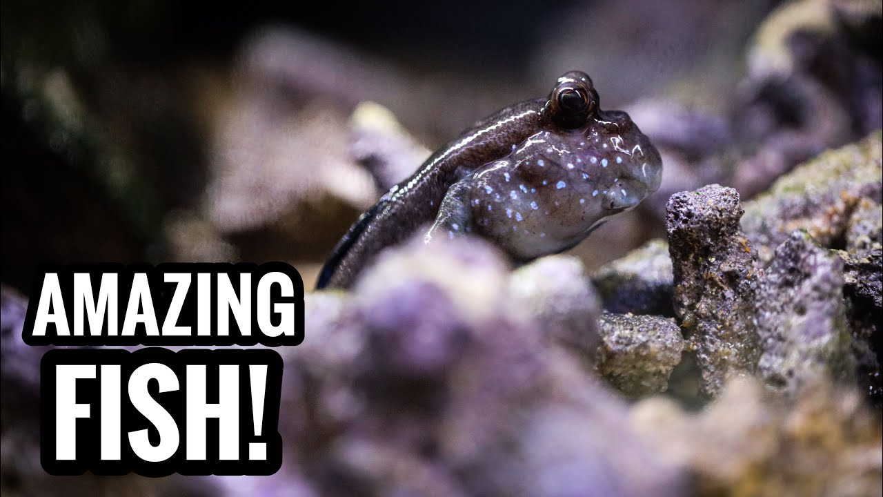 RARE FISH moved to New Aquarium! - YouTube