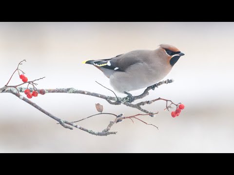 Bohemian Waxwing / İpekkuyruk, Finland, 2024