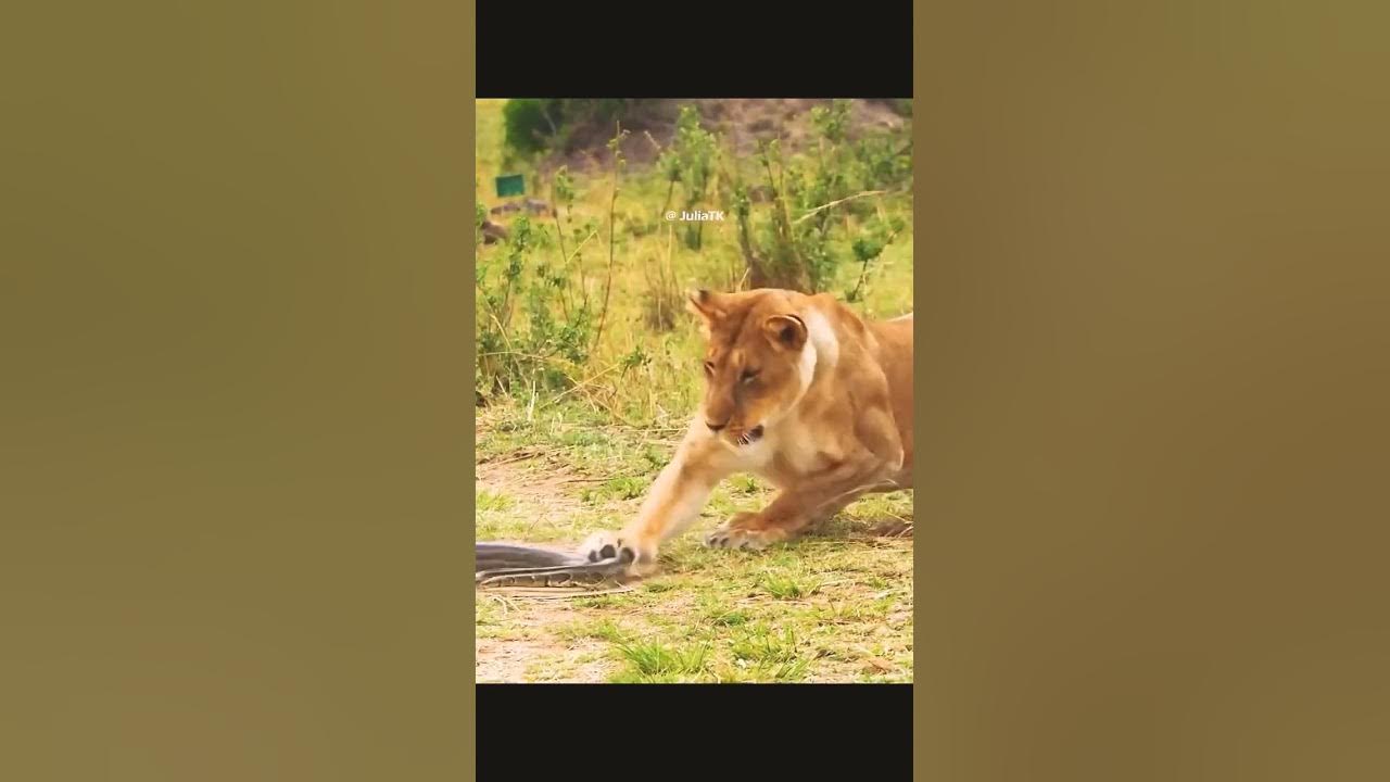 Lions attack python to save cubs | Lion Vs Python #Deadly#survival #wildlions #lioncubs# ...