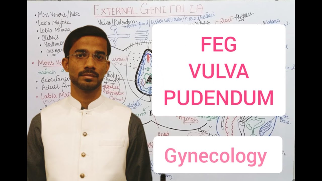 FEG/VULVA/PUDENDUM #gynecology#genitalia - YouTube