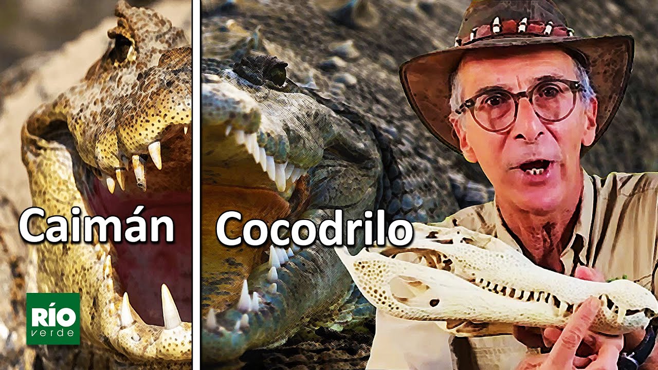 Las diferencias sorprendentes entre caimán y cocodrilo - YouTube