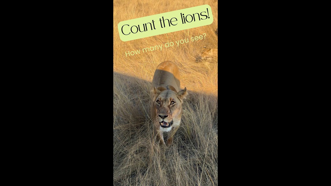 Count the Lions #safarisightings #lioncubs #africanlionsafari #zambia ...