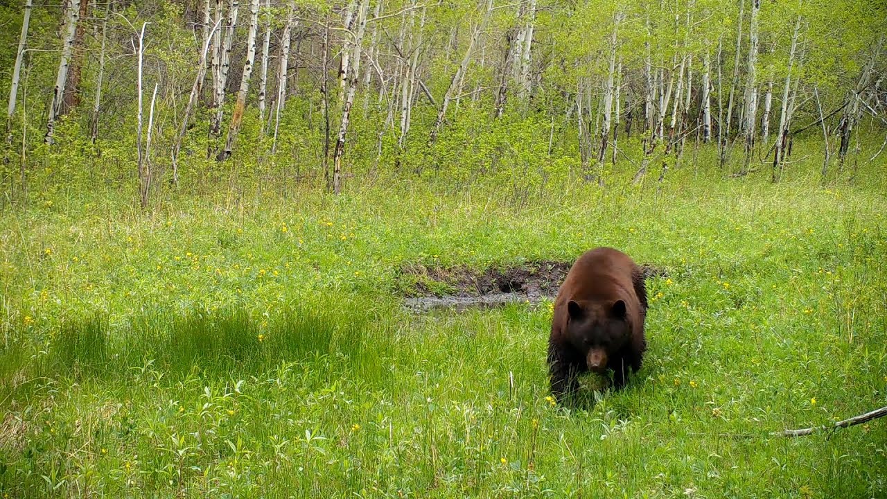 Foot Stomping To Lay a Scent Trail - Massive Black Bear Boar - Not ...