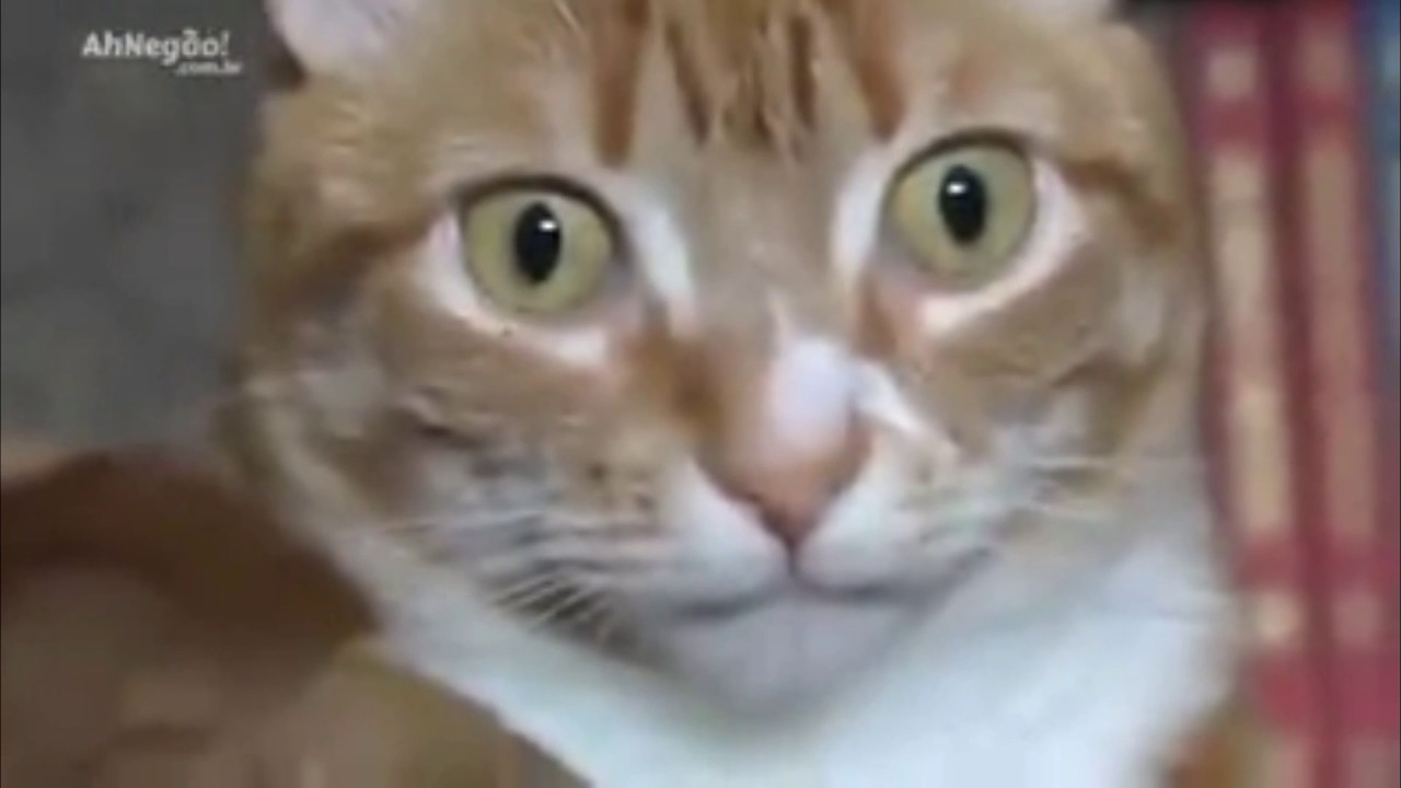 Gato Espantado - YouTube