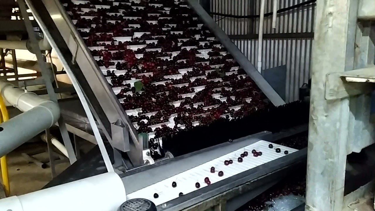 Cherry Grader - Receival Tank and Elevator - YouTube
