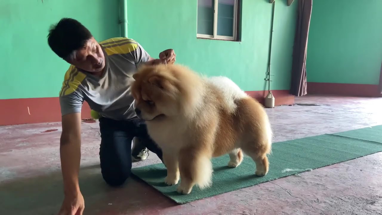CHOW CHOW: Show Training BonBon ️ - YouTube
