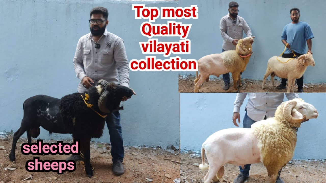 Spotless White Biggest Vilayati Sheep Available - YouTube