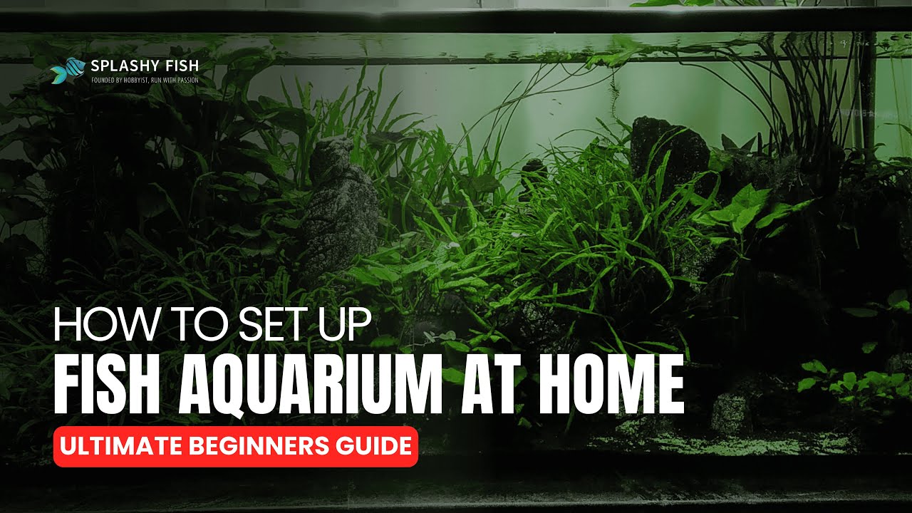 How to Set Up a Fish Aquarium at Home - Ultimate Beginners Guide - YouTube