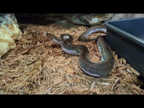 Pied Reticulated Python - YouTube