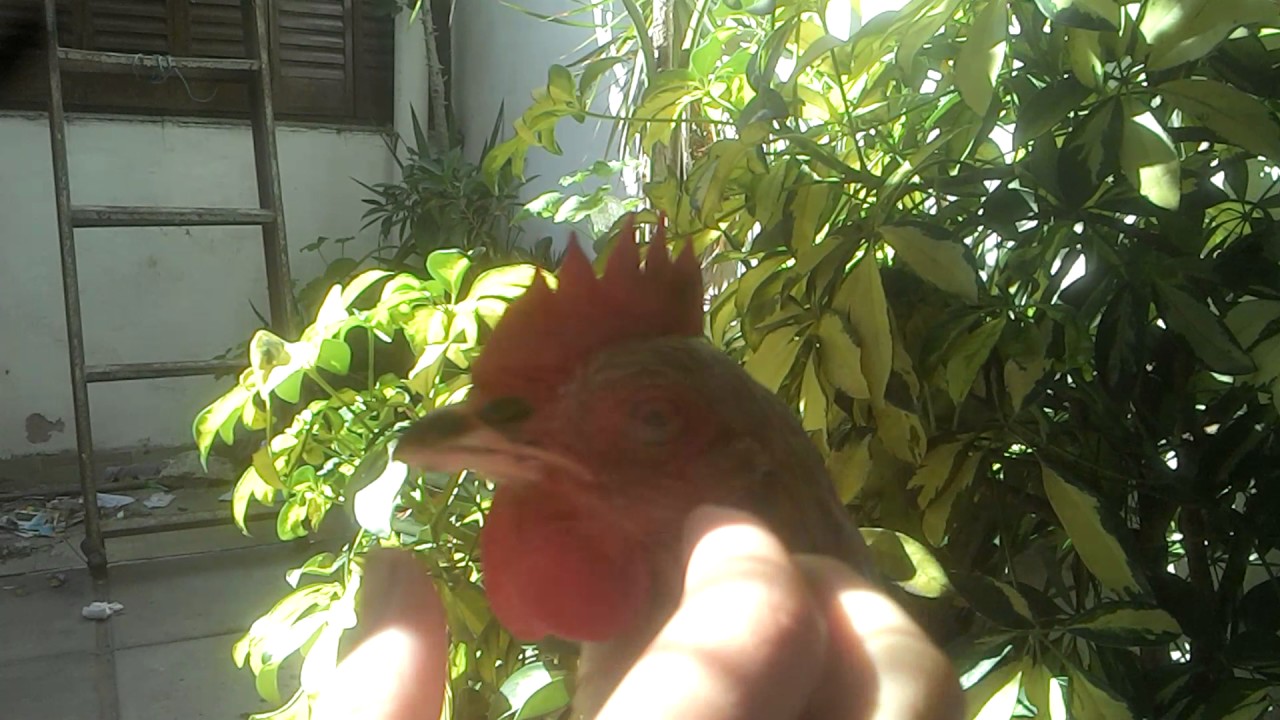 Pollo que habla - YouTube