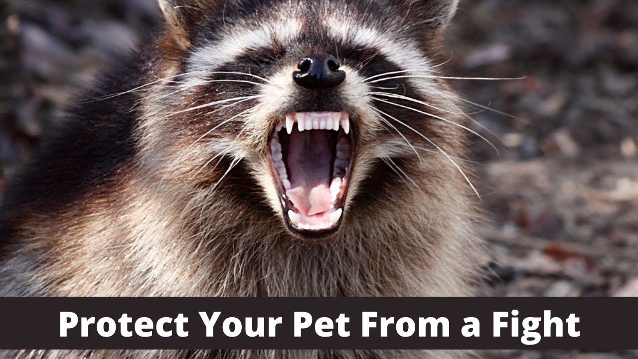 What To Do If A Wild Animal Attacks Your Pet Dog Or Cat YouTube what-to-do-if-a-wild-animal-attacks-your-pet-dog-or-cat-youtube