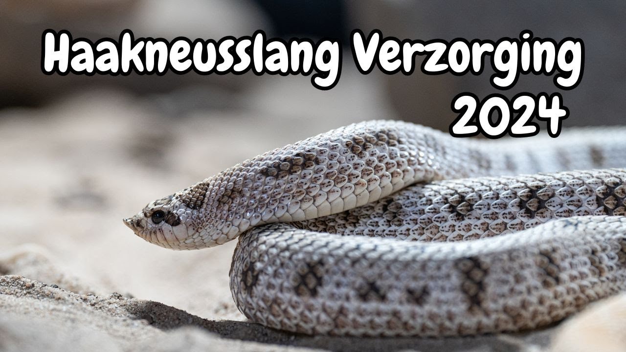 Zo Verzorg je een Westelijke Haakneusslang | Alles wat je Moet Weten ...