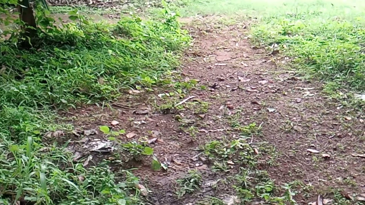 MONITOR LIZARD (UDUMU) - YouTube