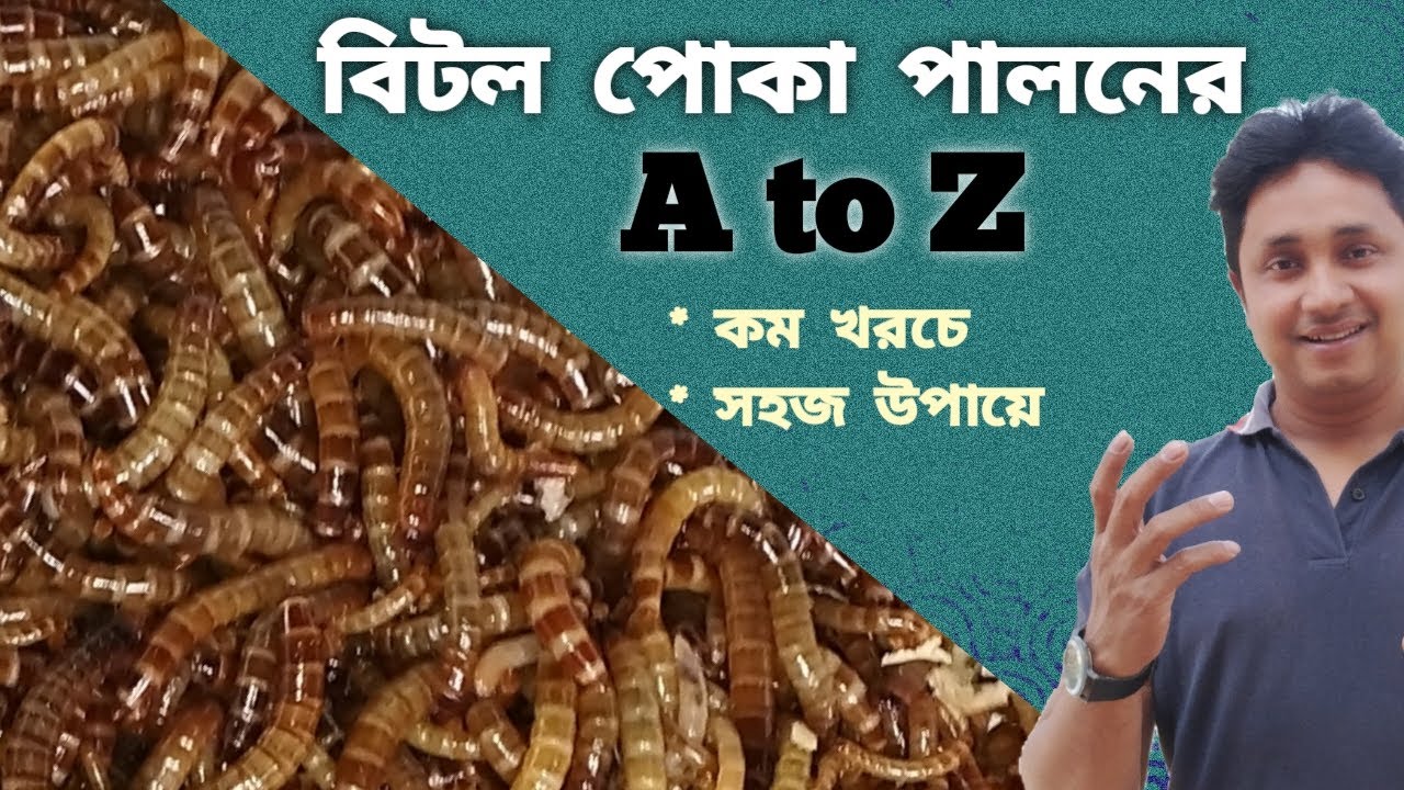 বিটল পোকা পালন খরচ ছাড়াই। Bitol Poka palon A to Z - YouTube