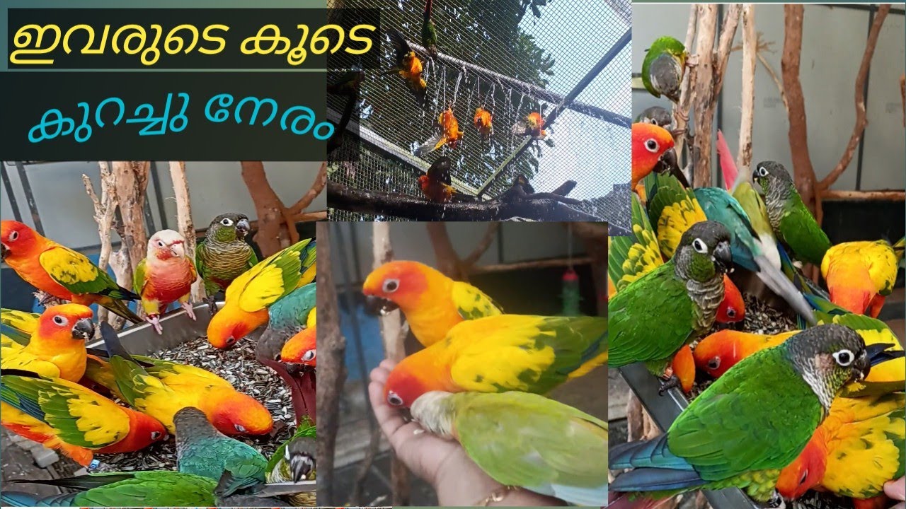 conures, african love birds - YouTube