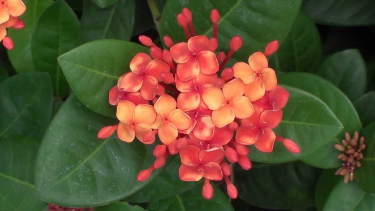 Turismo no Rio de Janeiro - Flores - Flowers - 1 / 2 - YouTube