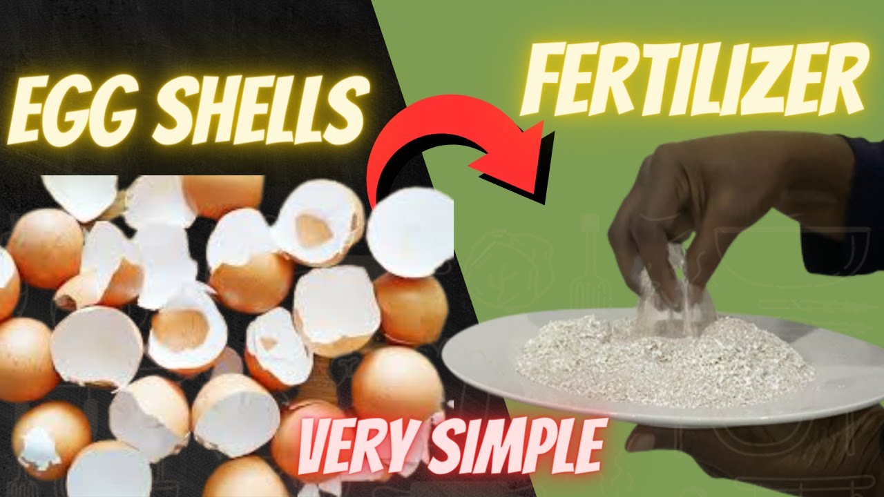 Transforming your egg shells into garden fertilizer, Step by Step ...