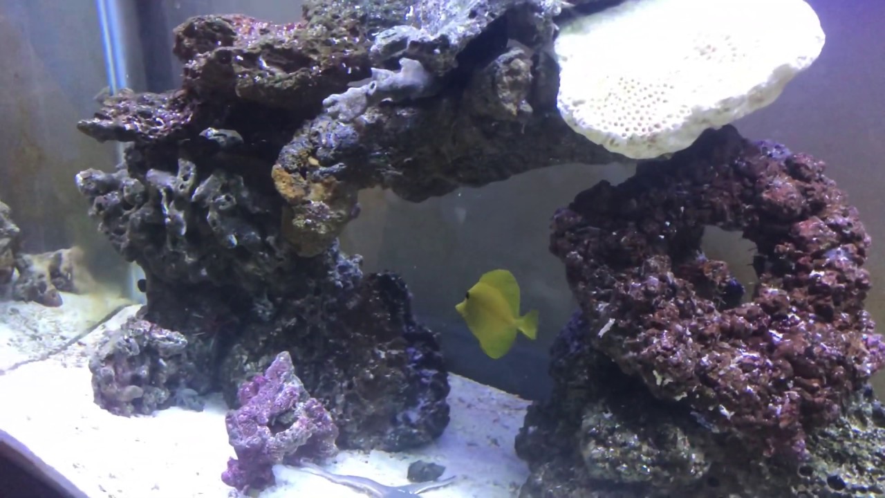Petco Yellow tang - YouTube