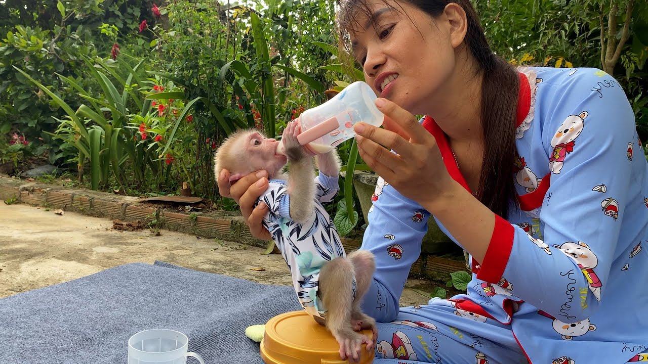 Baby monkey ZIM drinks delicious milk after being bathed | Zim Family ...