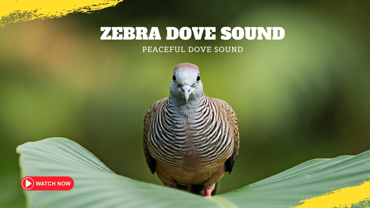 Zebra dove call: A calming ASMR experience | ZDOY018 - YouTube