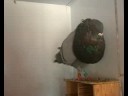 palomo trabajo. morrillero balear. TERRATREMOL - YouTube