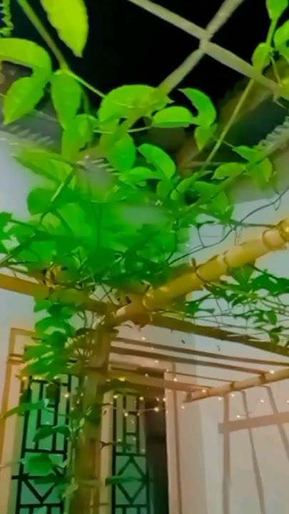Tanaman markisa depan rumah ketika malam hari update 20 Juli 2024 #shorts #vibes #tanaman - YouTube