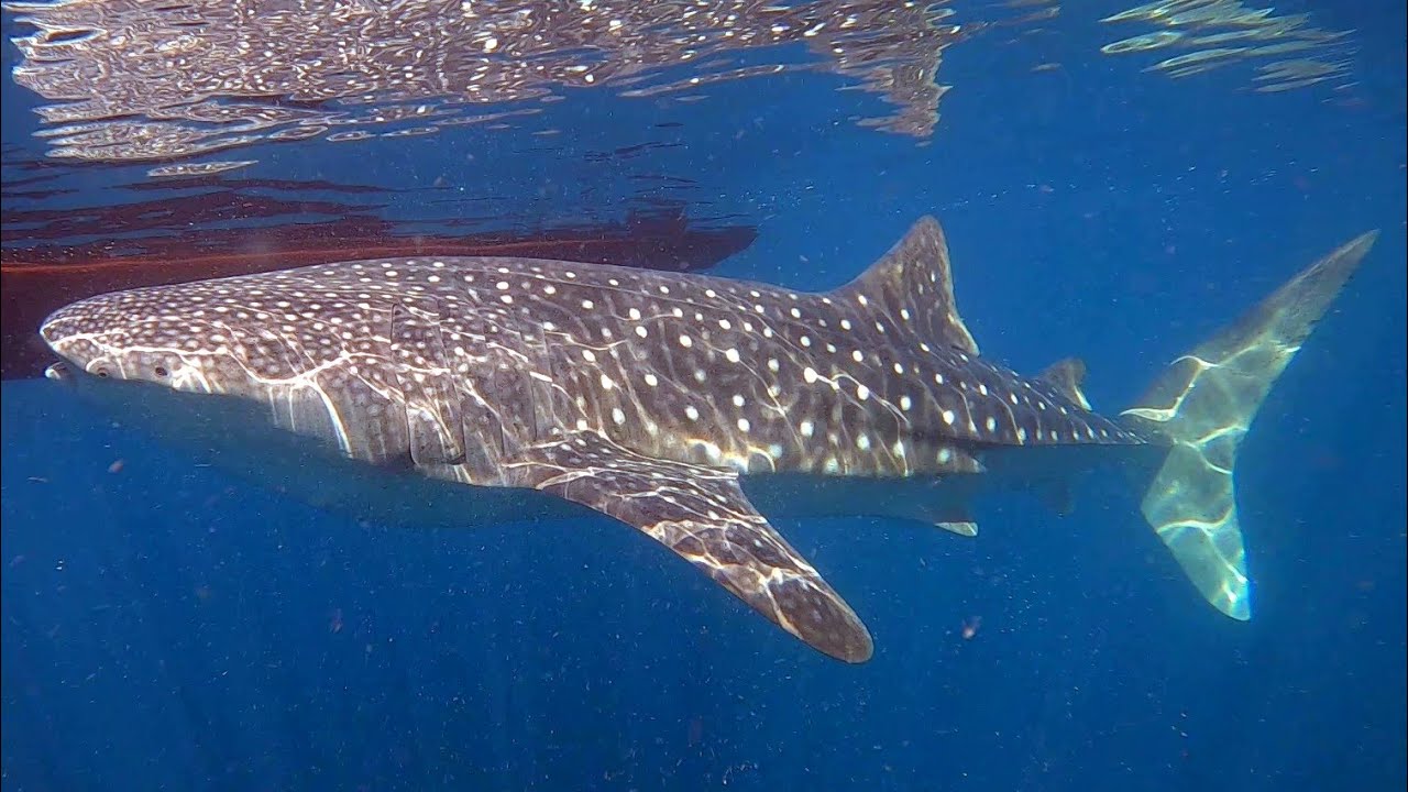 Saleh Bay Whalesharks - YouTube