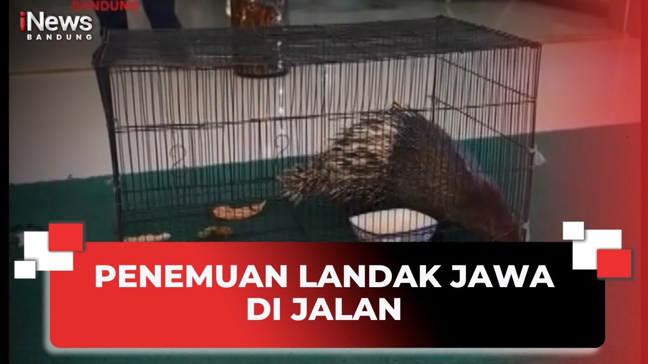PENEMUAN LANDAK JAWA DI JALAN @InewsJabar (190924) - YouTube