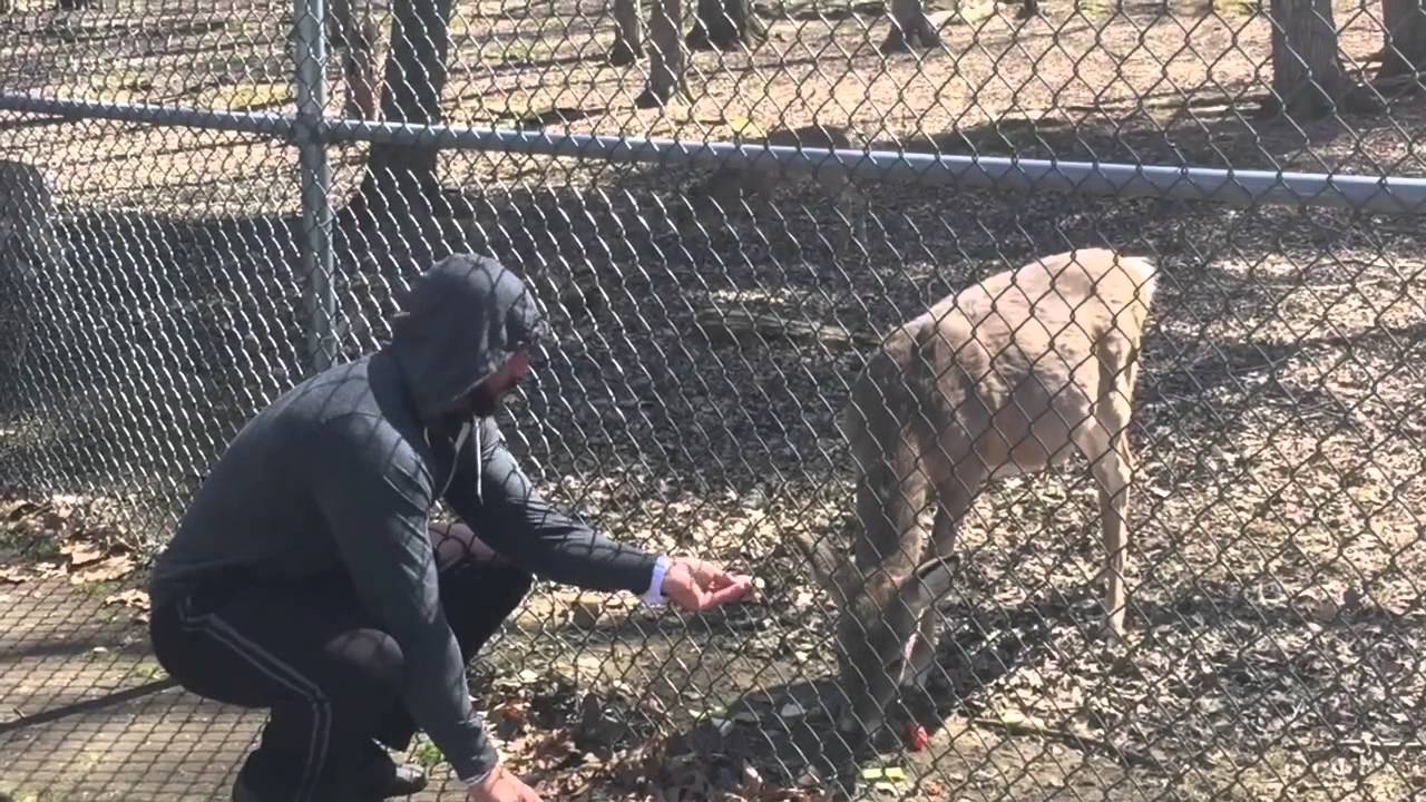 Deer Tries Pre Workout - YouTube