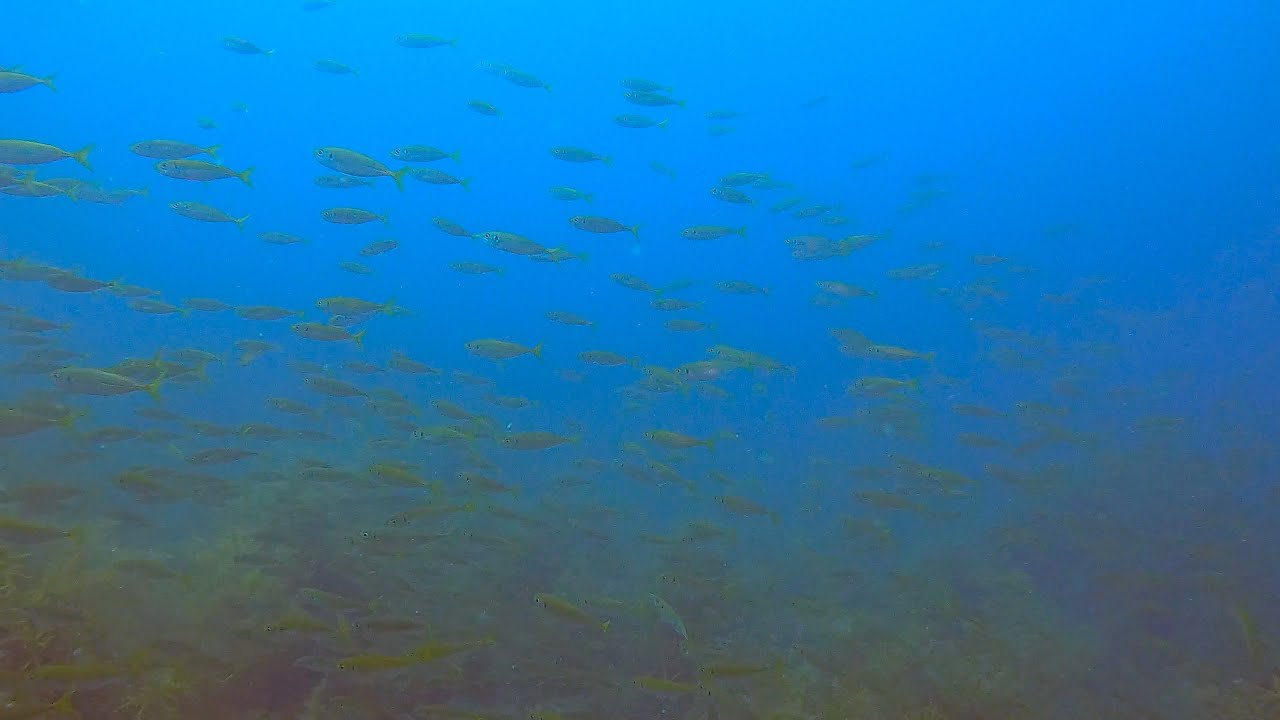 Scuba Diving | 4K | GoPro | Aug 2022 - YouTube