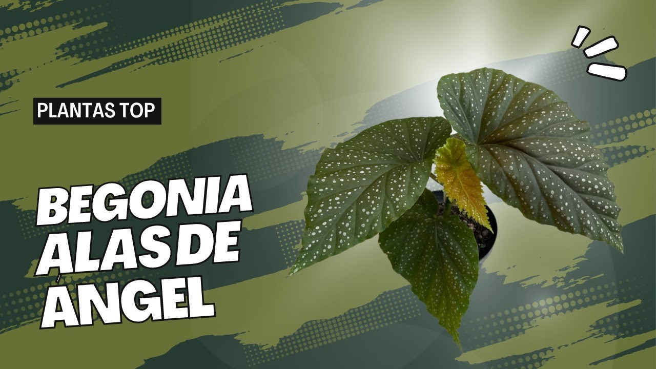 Planta Alas de Ángel | Begonia Maculata - YouTube