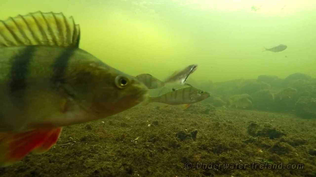 How to film fishing underwater. Catching perch with dead baits ...