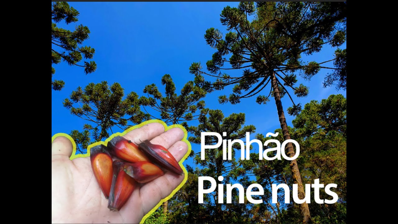 Pinhão Brazilian pine nut - YouTube