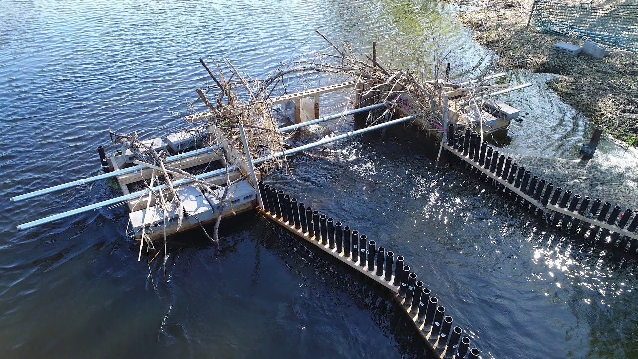 Common carp removal - YouTube