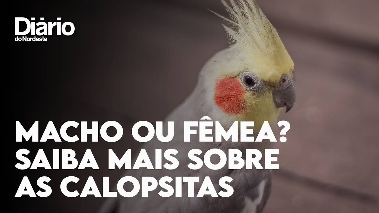 Calopsita: saiba características, como cuidar e curiosidades sobre a ...