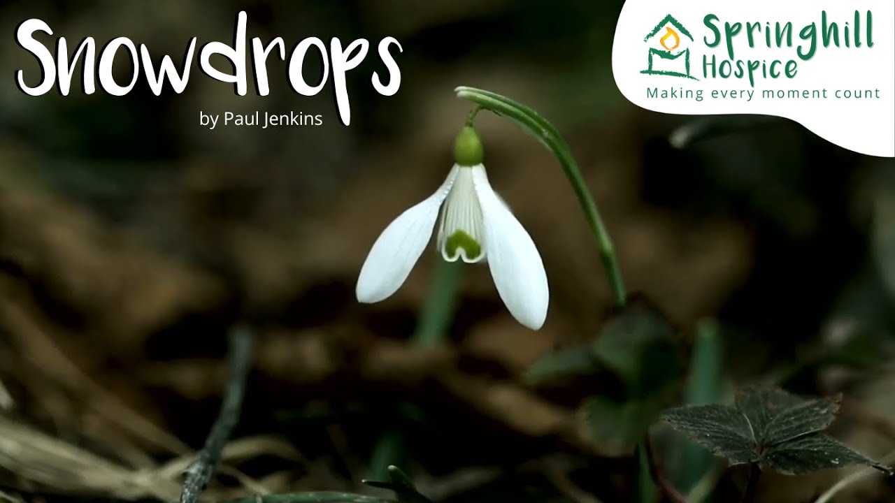 Snowdrops - YouTube