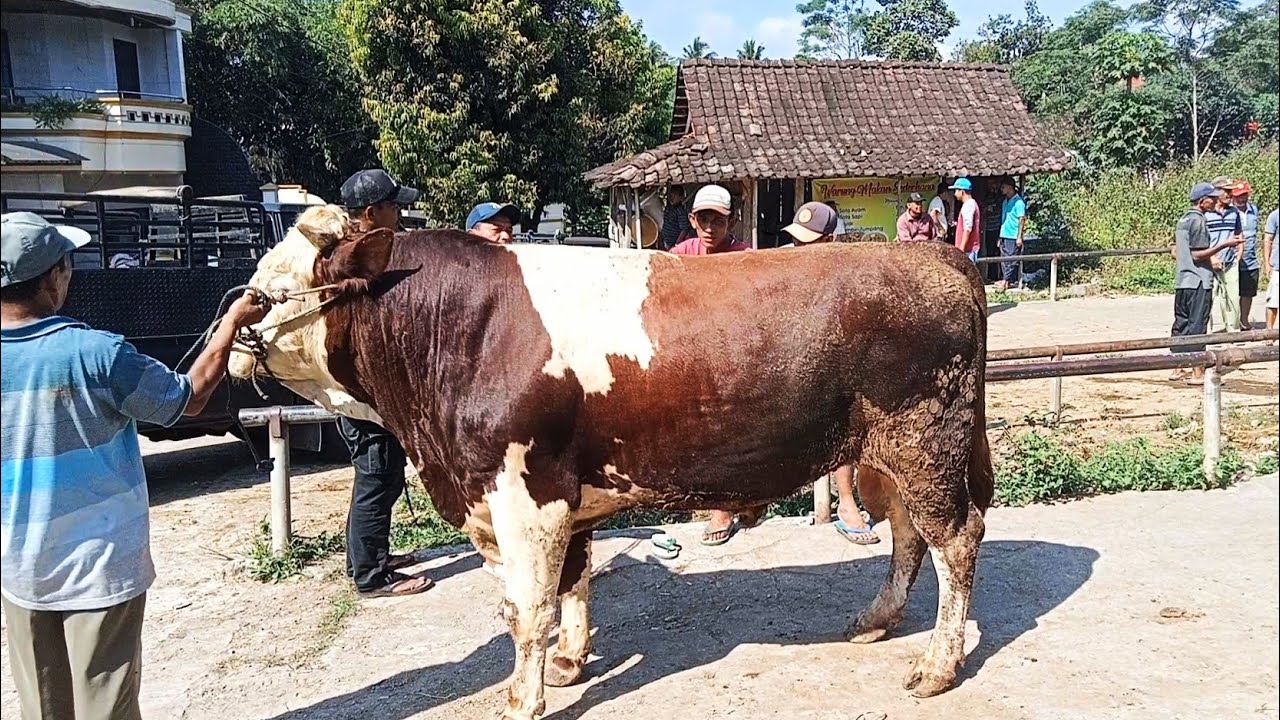 sapi simetal malboro istimewa .... sapi dari lereng gunung merapi - YouTube