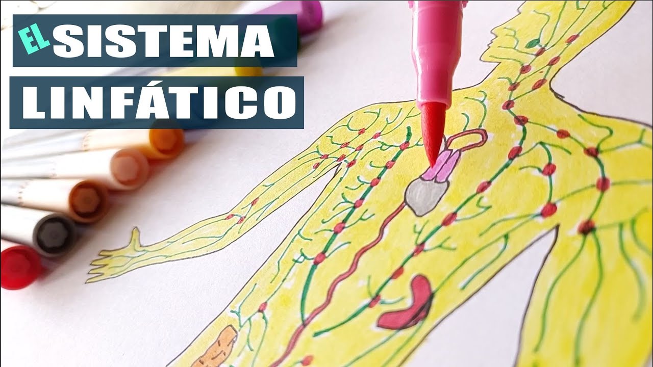 Top 18 Mejores Sistema Linfatico Humano Y Sus Partes