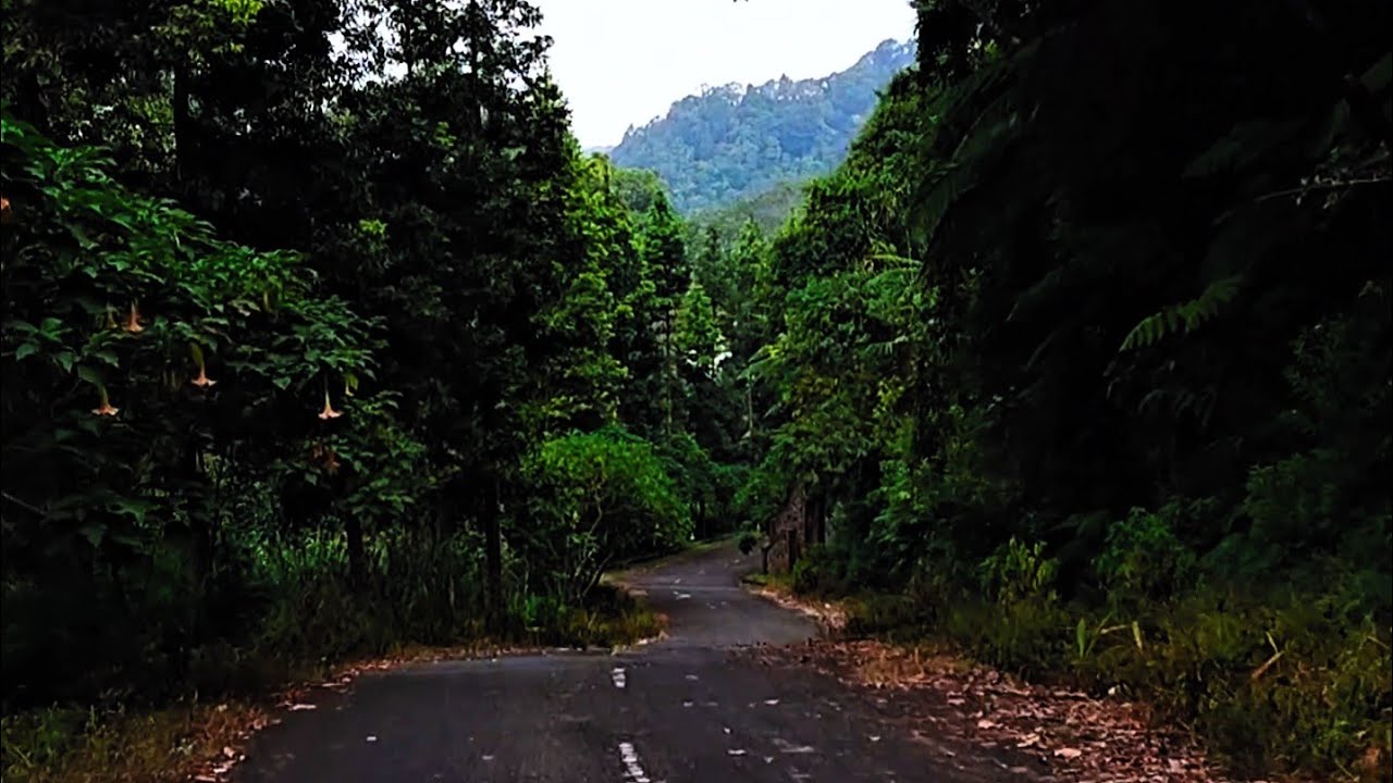 JL Ke Puncak Gunung Willis Besuki - YouTube