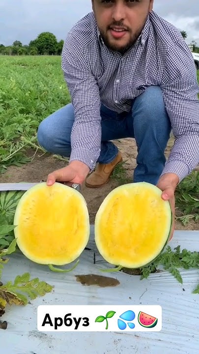 Бессемянный арбуз 🌱🍉💦 - YouTube