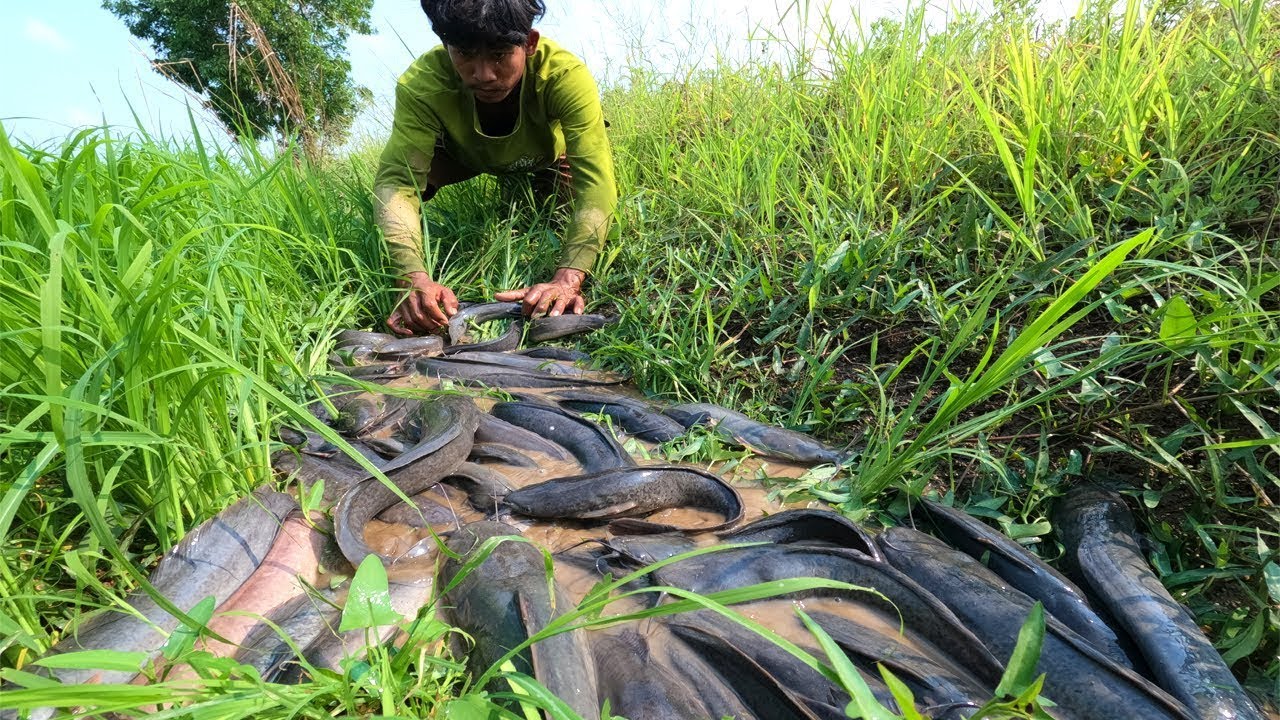 Amazing Fishing! A Lots Of Catch Catfish In Under Grass At Field Catch ...