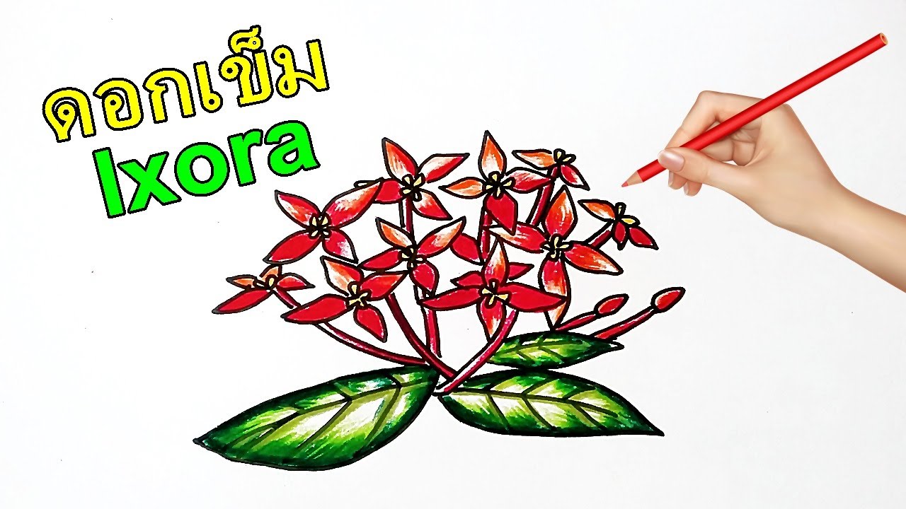 ็How to Draw Ixora Flower. วาดภาพดอกเข็ม ดอกไม้ไหว้ครู #วันครู - YouTube