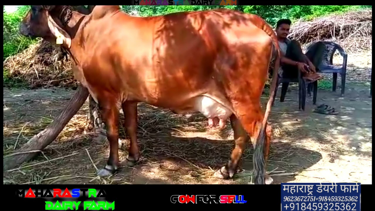 देशी गाई महाराष्ट्रात उपलब्ध |deshi cow for sell | maharastra dairy ...